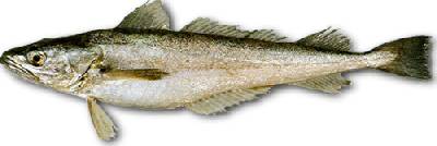 PULA-online.com - RIBA - OsliĂ¦